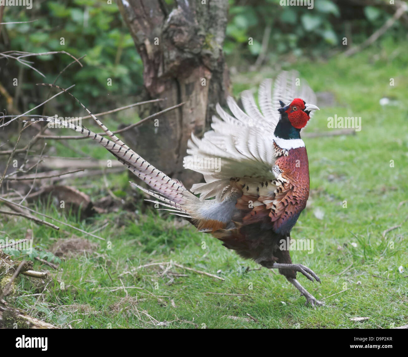 Male pheasant display on territory Stock Photo - Alamy