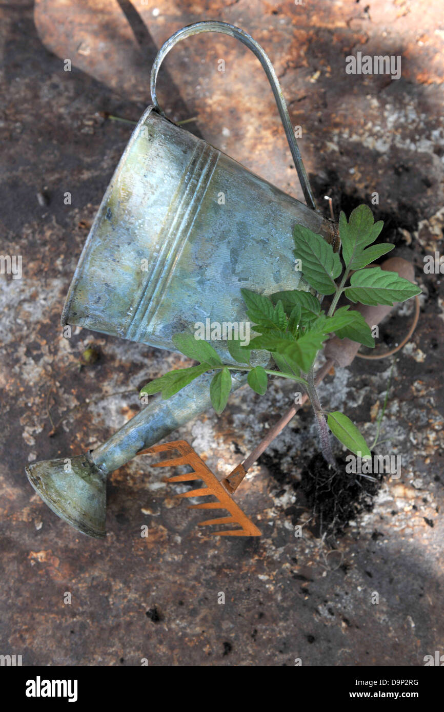 Watering can, garden rake and seedling Stock Photo - Alamy