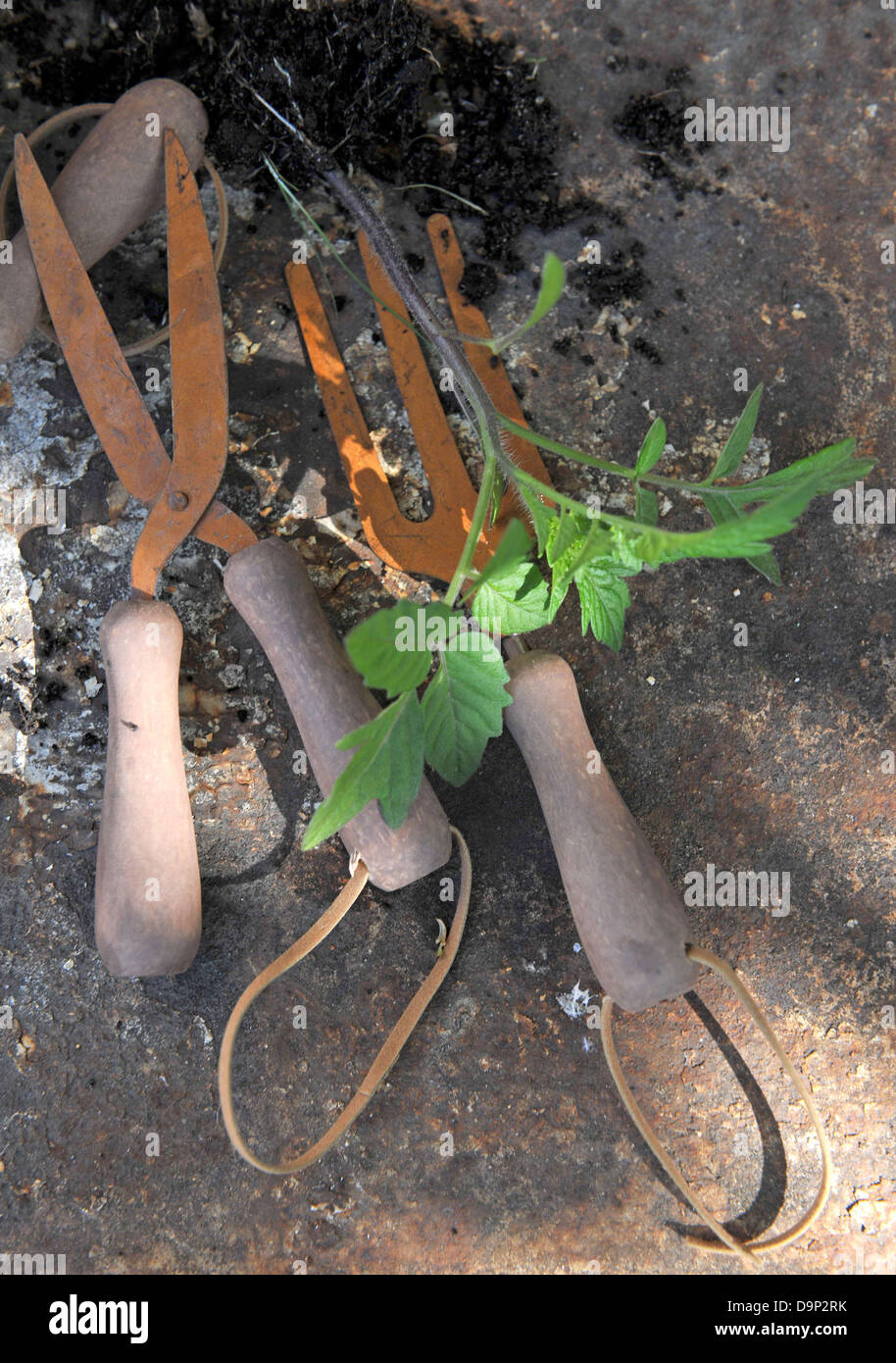 Gardening tools and plant Stock Photo - Alamy