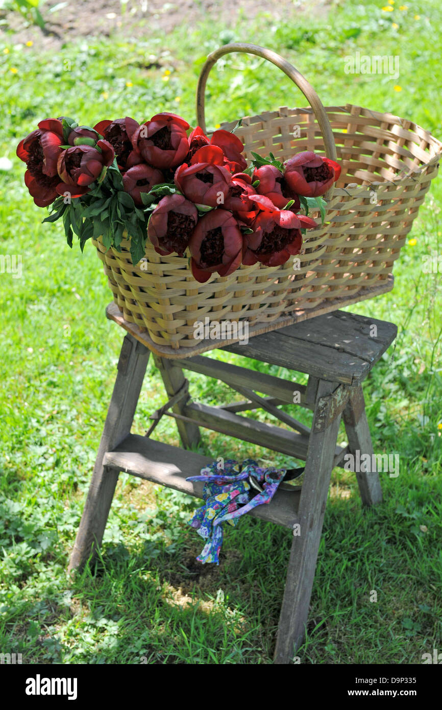 Red flowers in basket in garden Stock Photo - Alamy