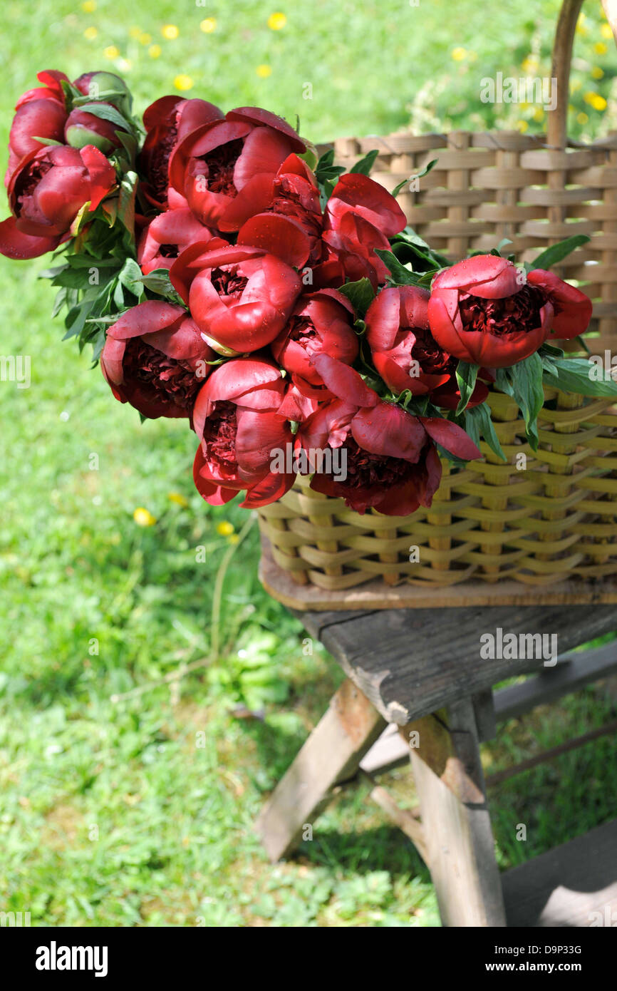 Red flowers in basket in garden Stock Photo - Alamy