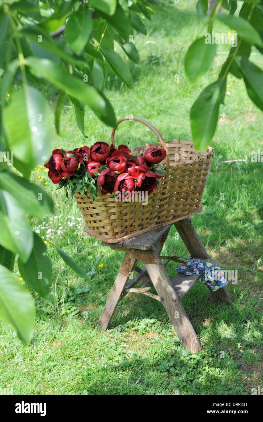 Red flowers in basket in garden Stock Photo - Alamy