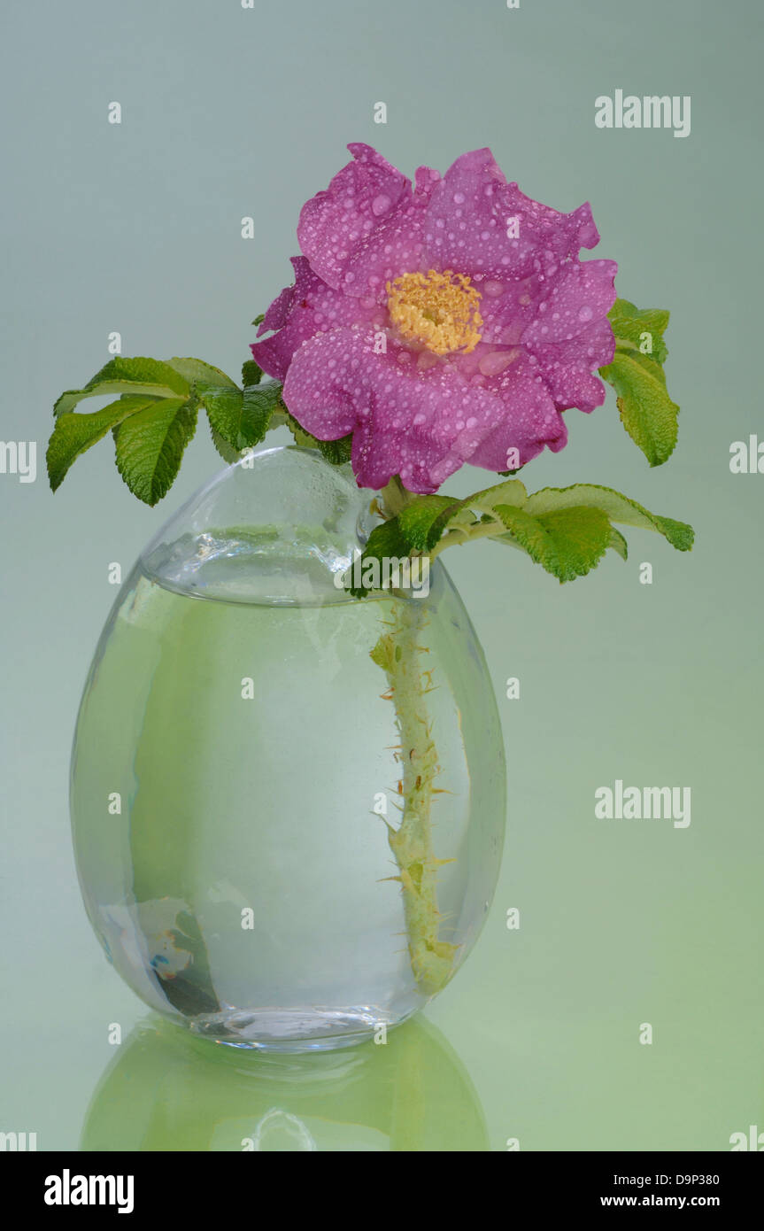 Bach flower Wild Rose (Rosa corymbifera Stock Photo - Alamy