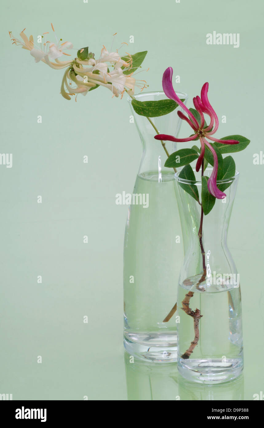 Bach flower Italian Honeysuckle (Lonicera Caprifolium Stock Photo - Alamy