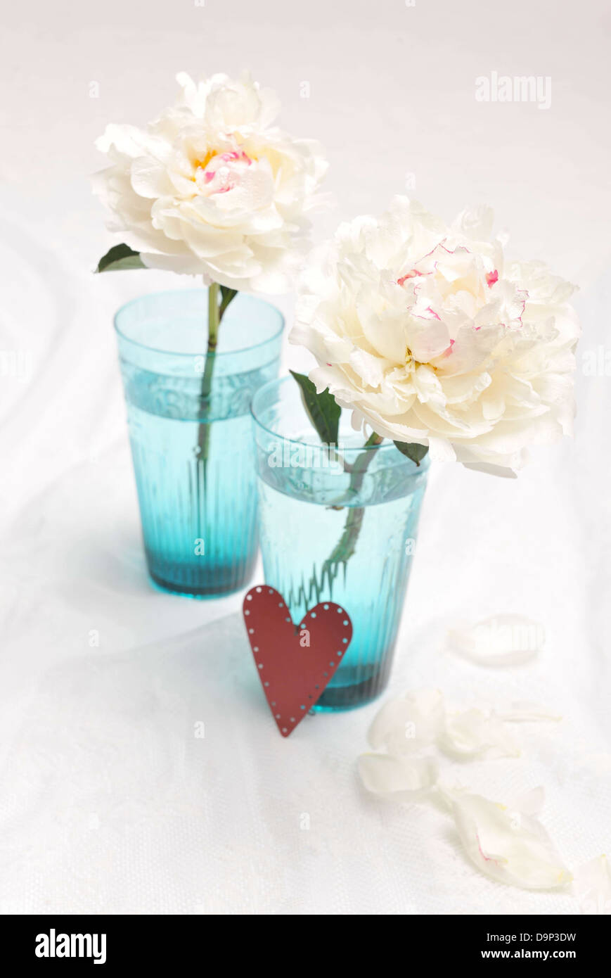 Two white Peonies Stock Photo - Alamy