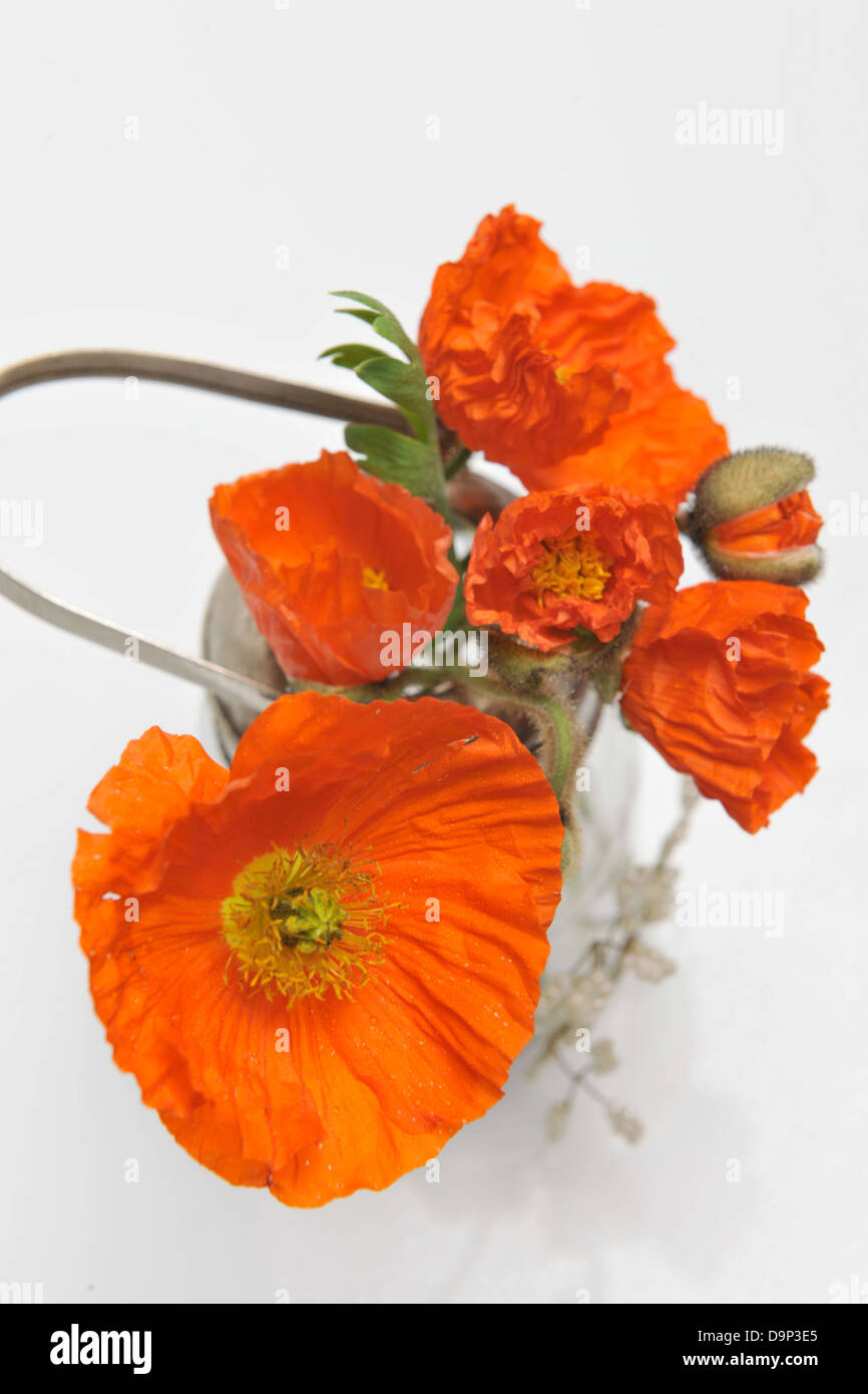 Detailed image of corn plant hi-res stock photography and images - Alamy