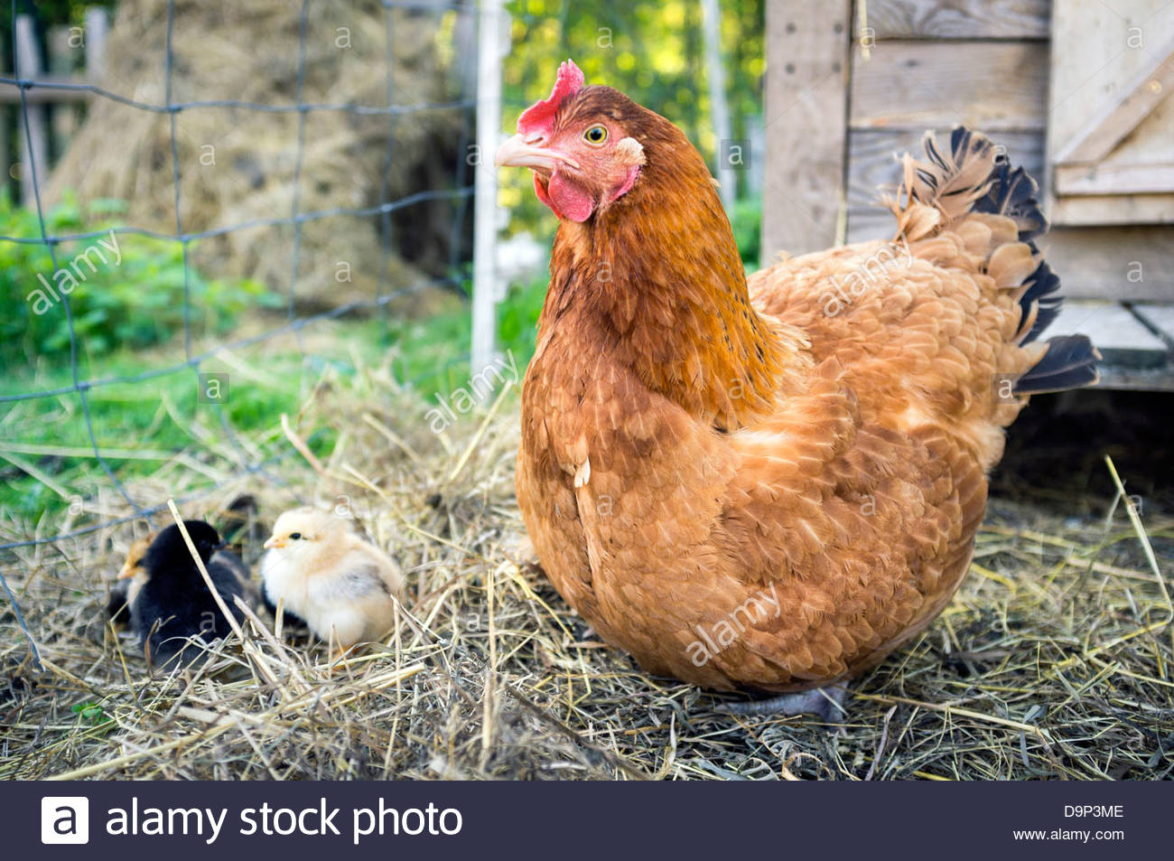 Baby Chickens Chick And Mother Hen High Resolution Stock Photography ...