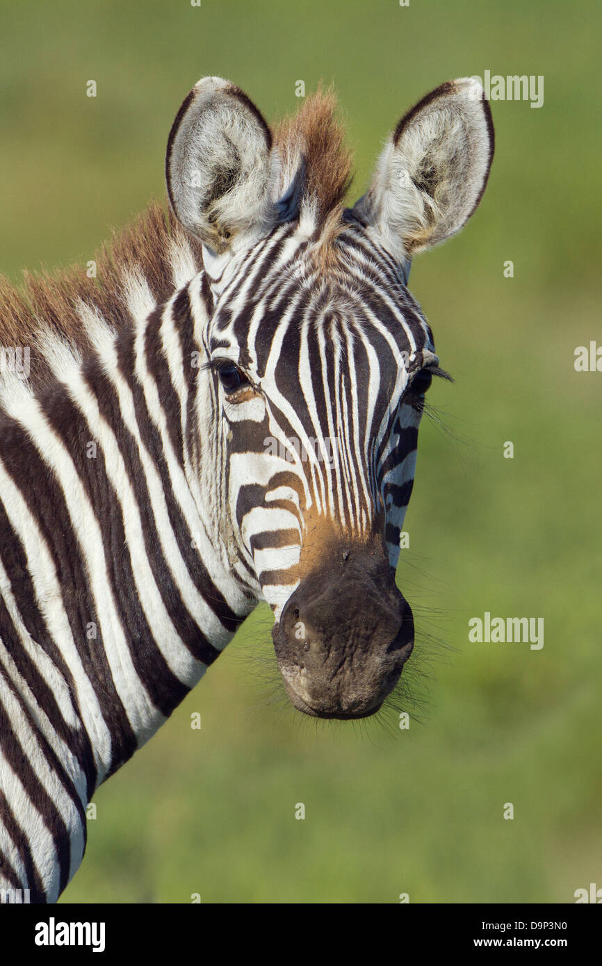 Zebra face hi-res stock photography and images - Alamy