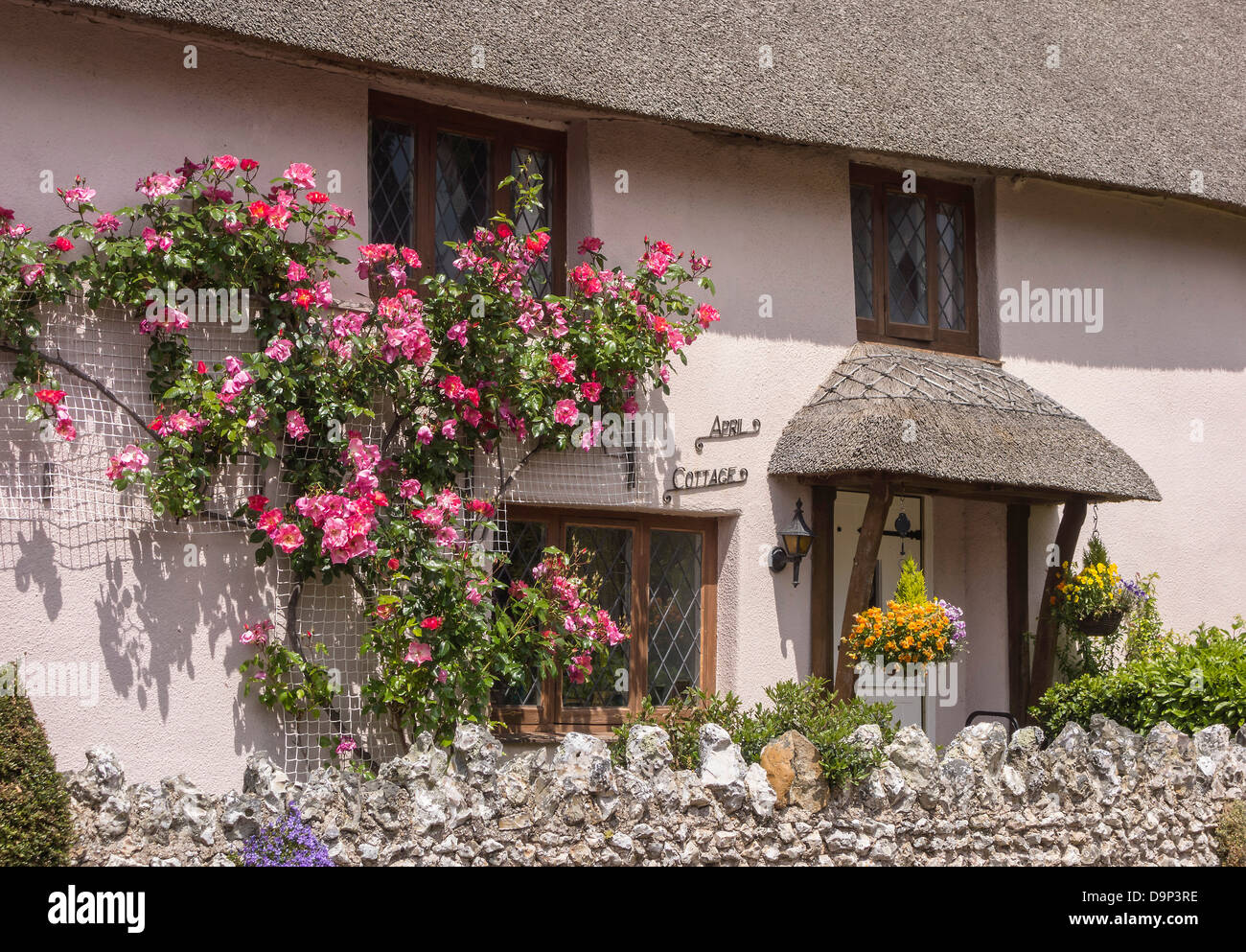 Thatched Cottage with Climbing Rose, Devon, England, UK Stock Photo - Alamy