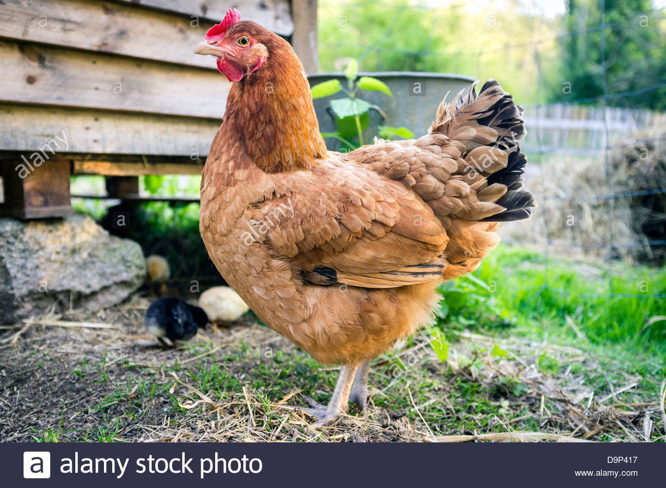 Hen Farm France High Resolution Stock Photography and Images - Alamy