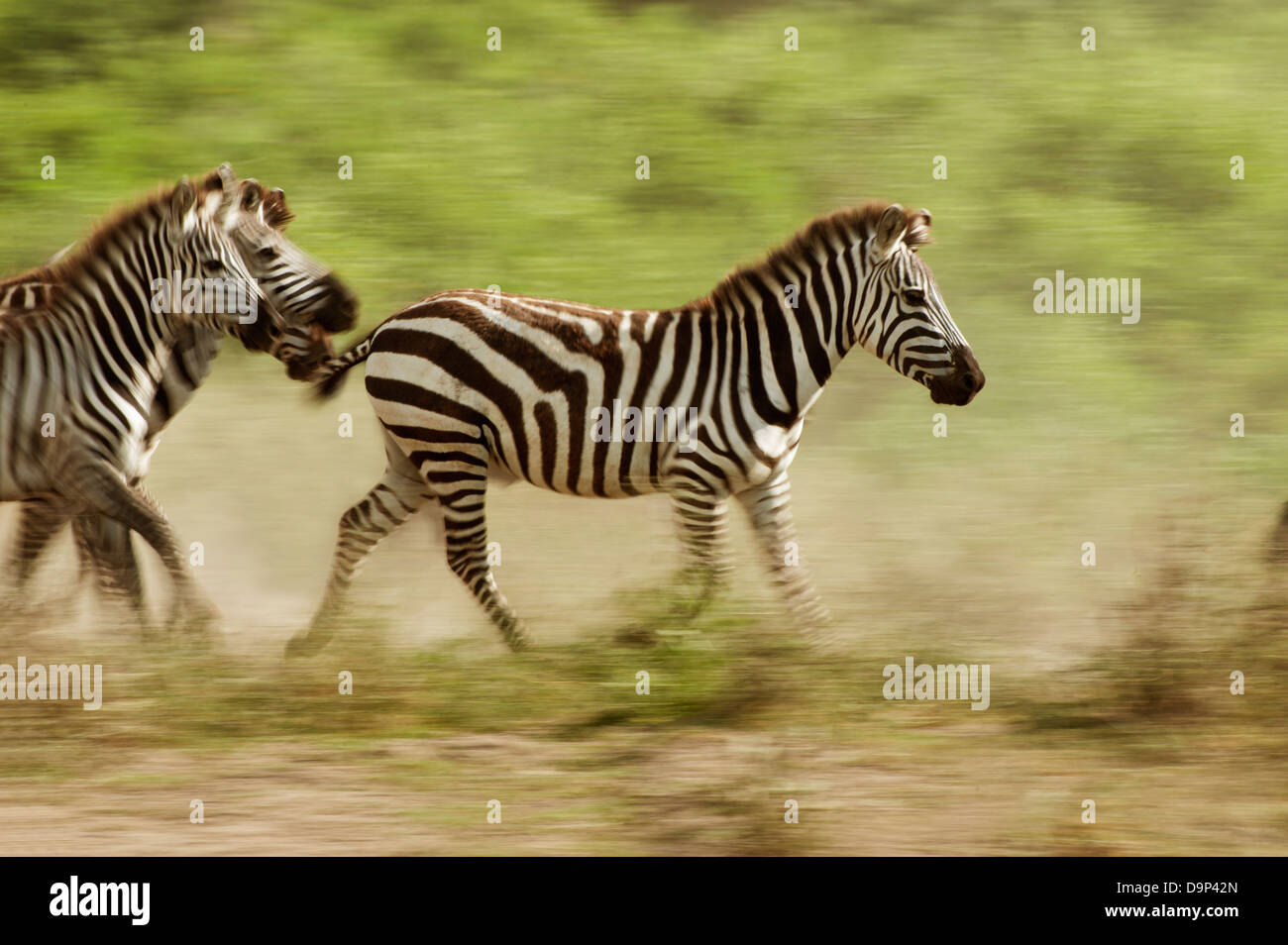 Running Zebras High Resolution Stock Photography and Images - Alamy