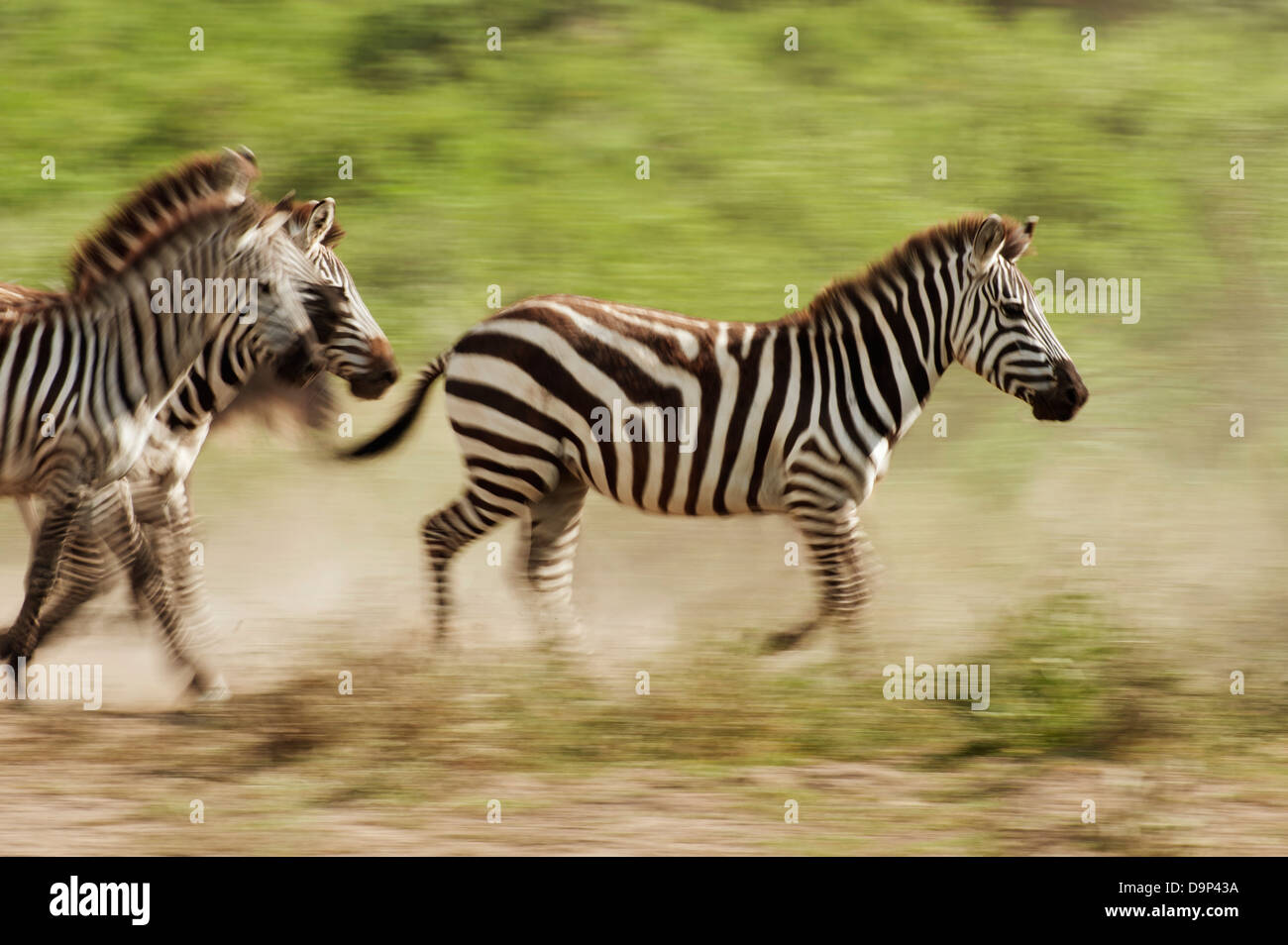 Zebras Running High Resolution Stock Photography and Images - Alamy