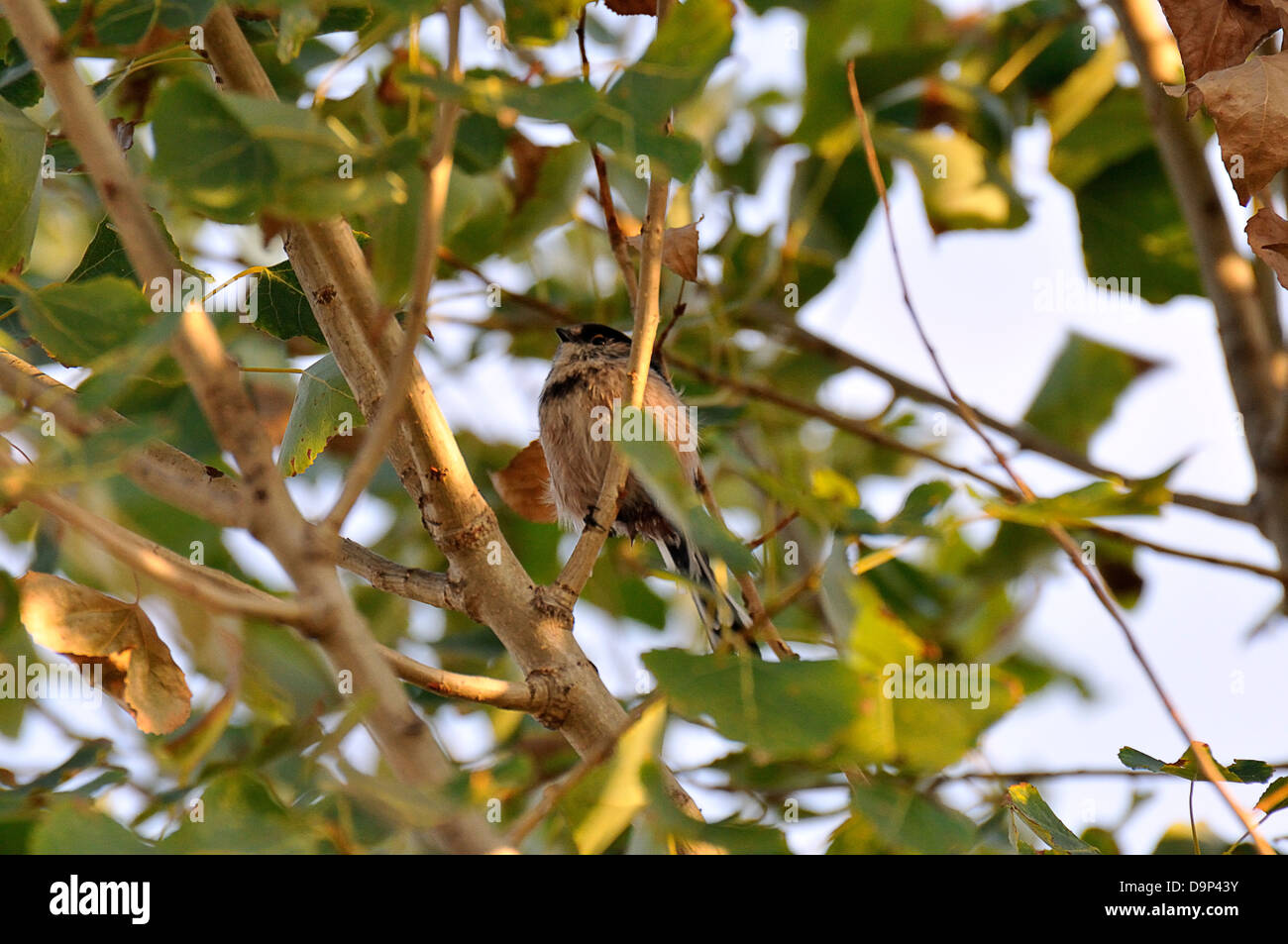 Insectivorous bird hi-res stock photography and images - Alamy