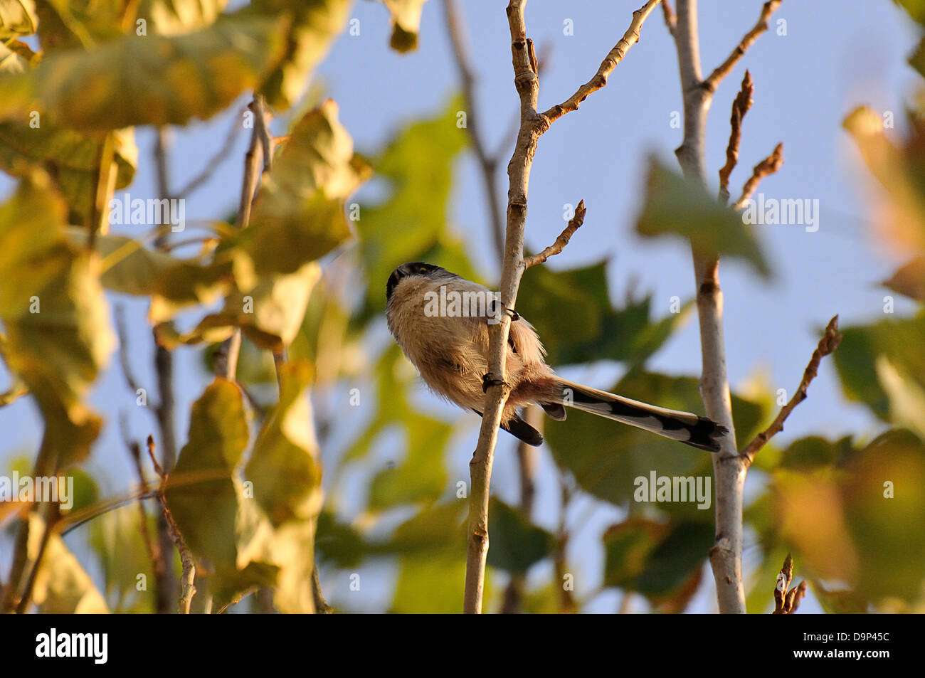 Insectivorous bird hi-res stock photography and images - Alamy