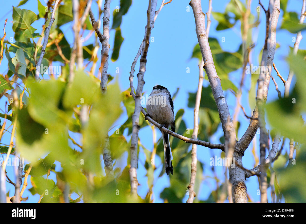 Insectivorous bird hi-res stock photography and images - Alamy