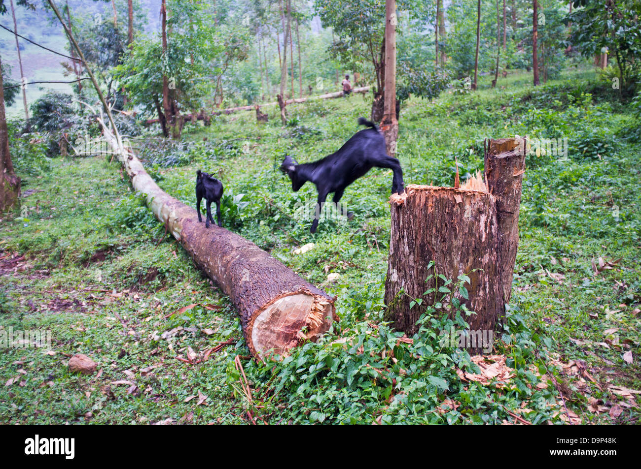 Goats play in Bwindi Impenetrable forest, Uganda next to a felled tree ...