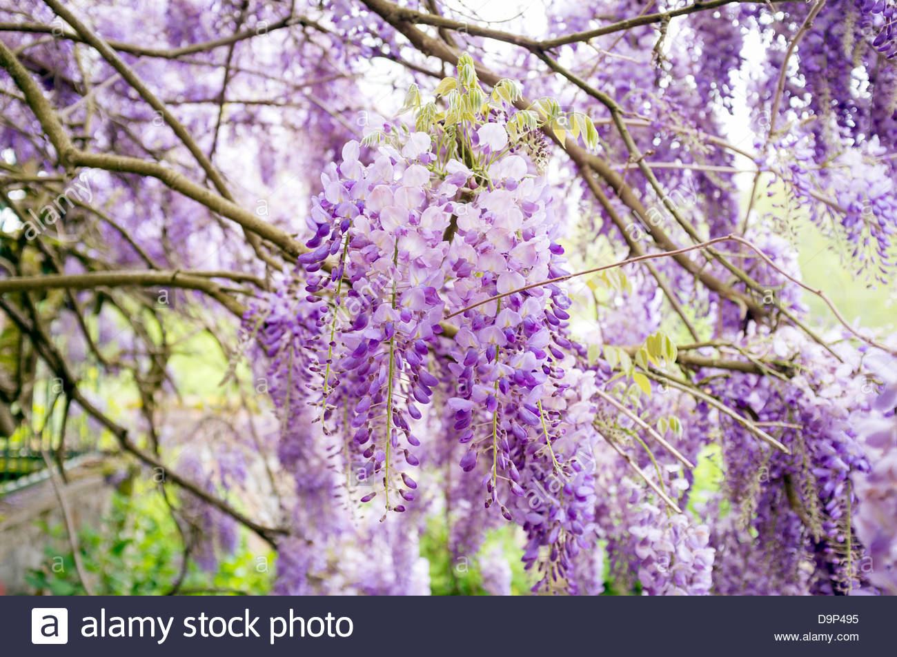 Wistaria Garden Gardens High Resolution Stock Photography and Images ...