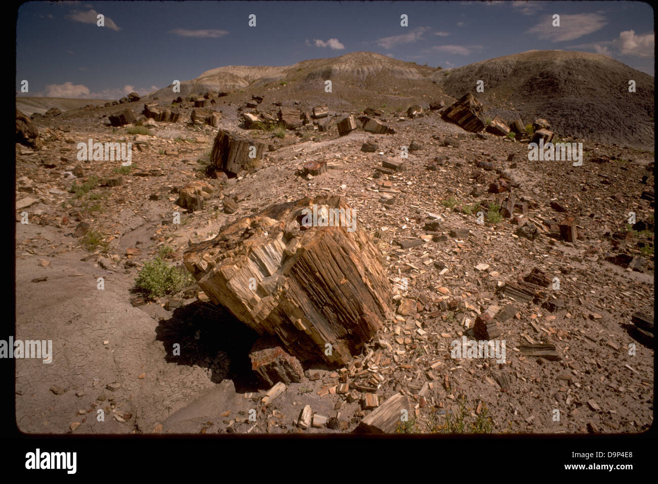 Petrified Forest National Park in Arizona is known for its fossilized ...
