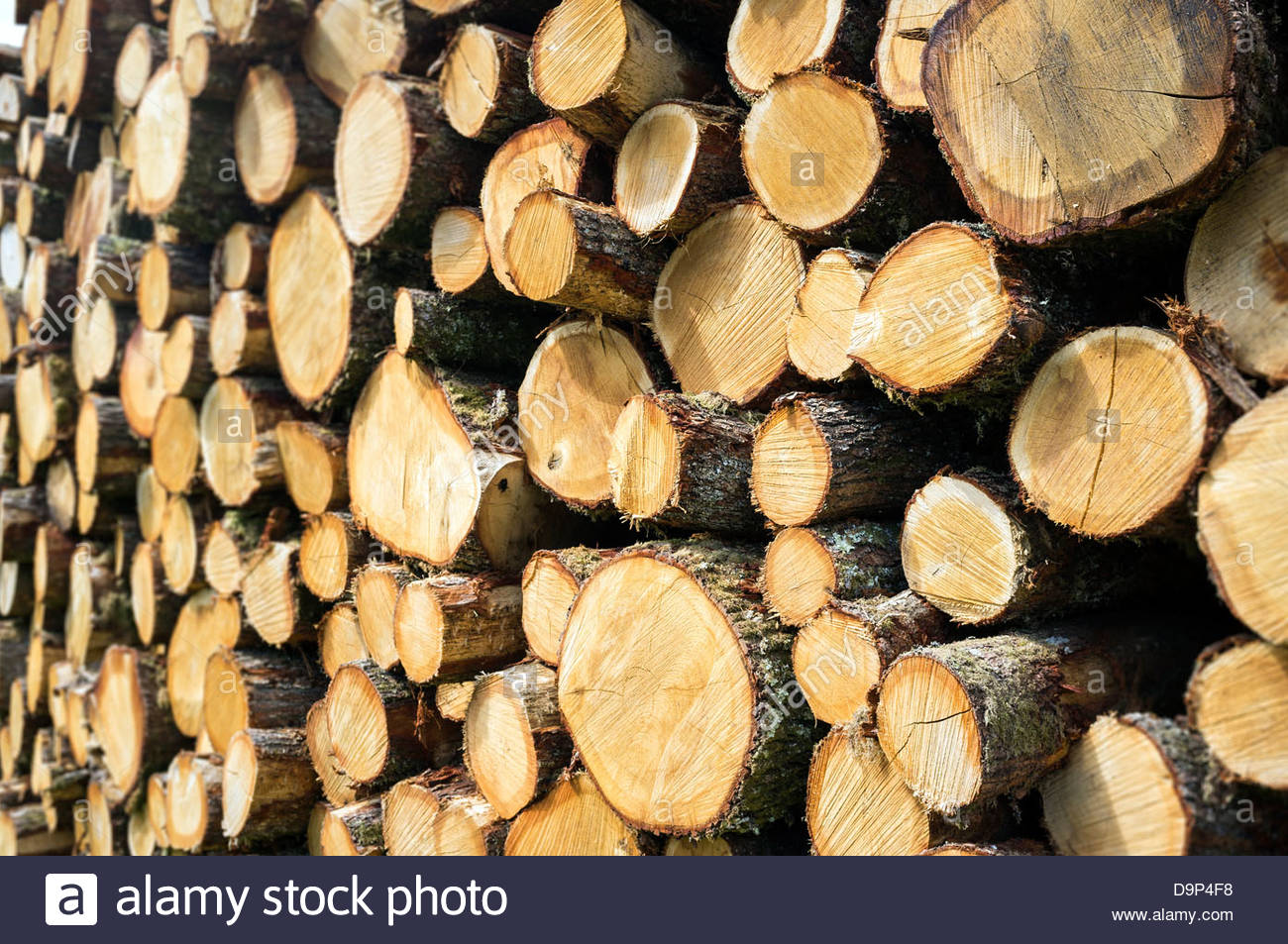 Piles Of Cut Trees High Resolution Stock Photography and Images - Alamy