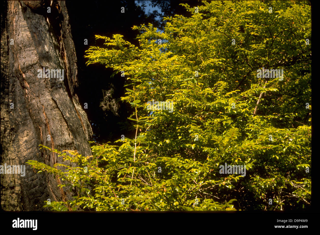 Redwood National Park, located in California, is home to some of the ...