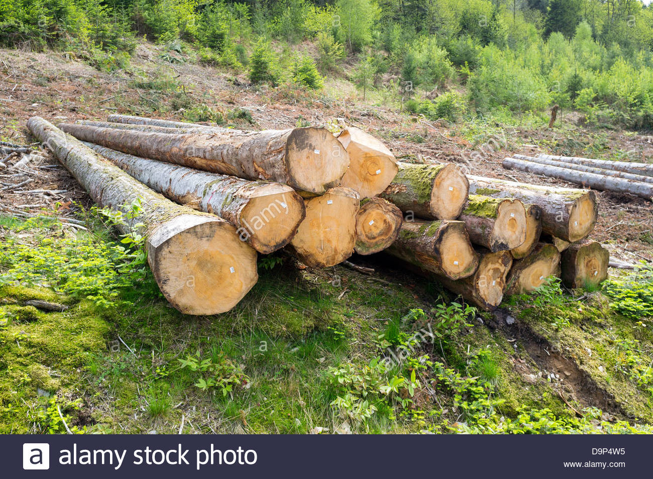 Douglas Fir Wood High Resolution Stock Photography and Images - Alamy
