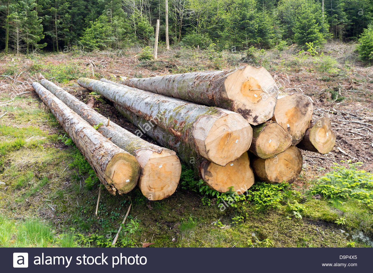 Douglas Fir Wood High Resolution Stock Photography and Images - Alamy