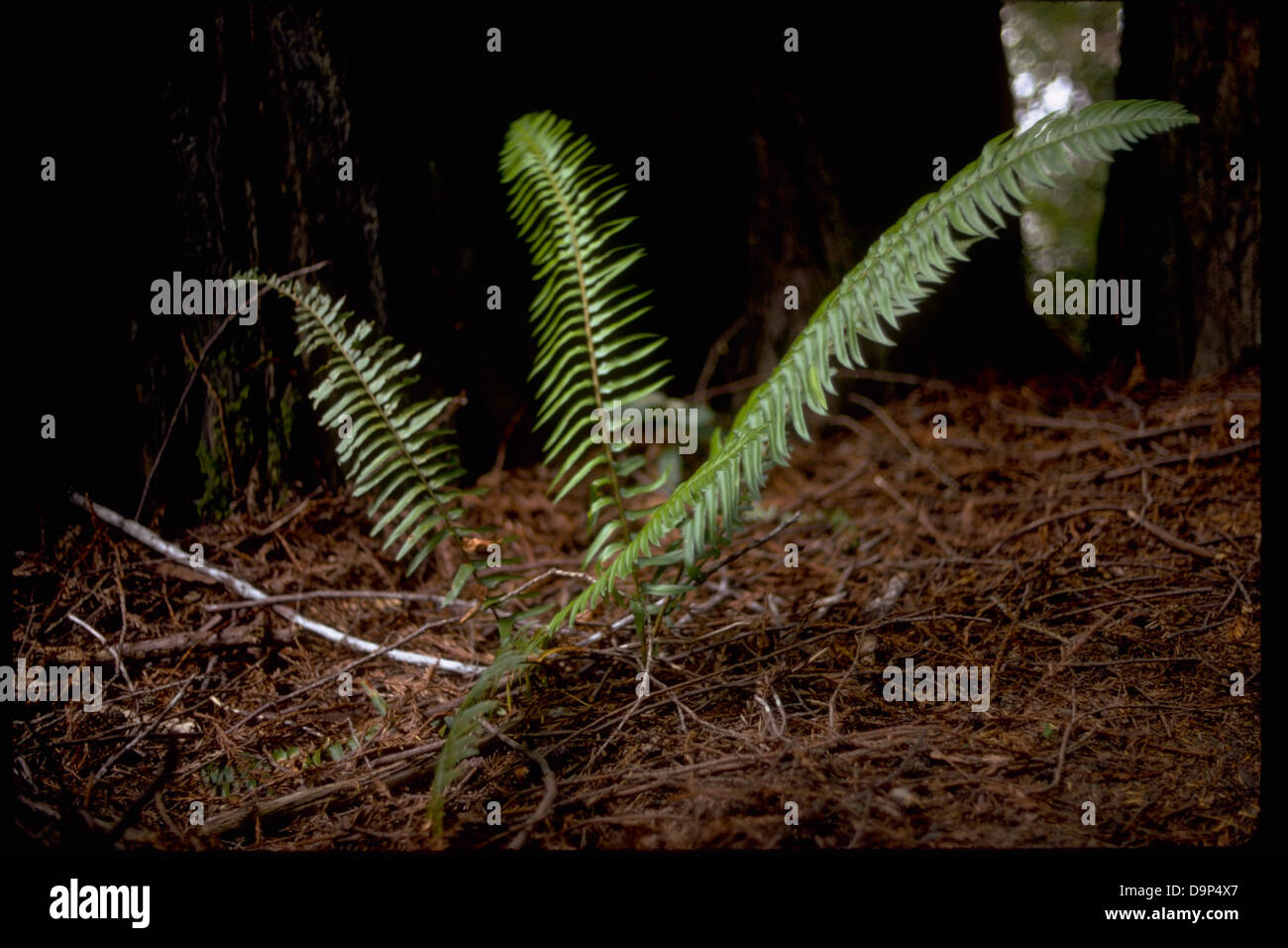 Tallest trees on earth hi-res stock photography and images - Alamy