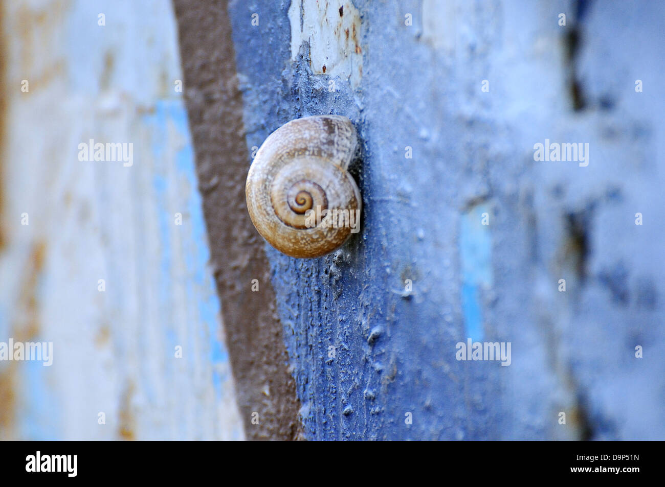 snail hooked on the wall Stock Photo - Alamy