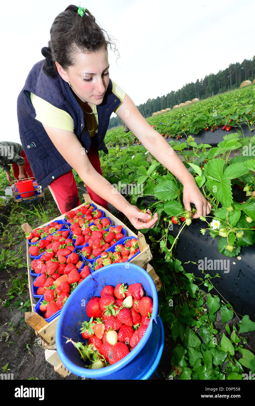 A seasonal worker harvests strawberries at a field near Lichtenhorst ...