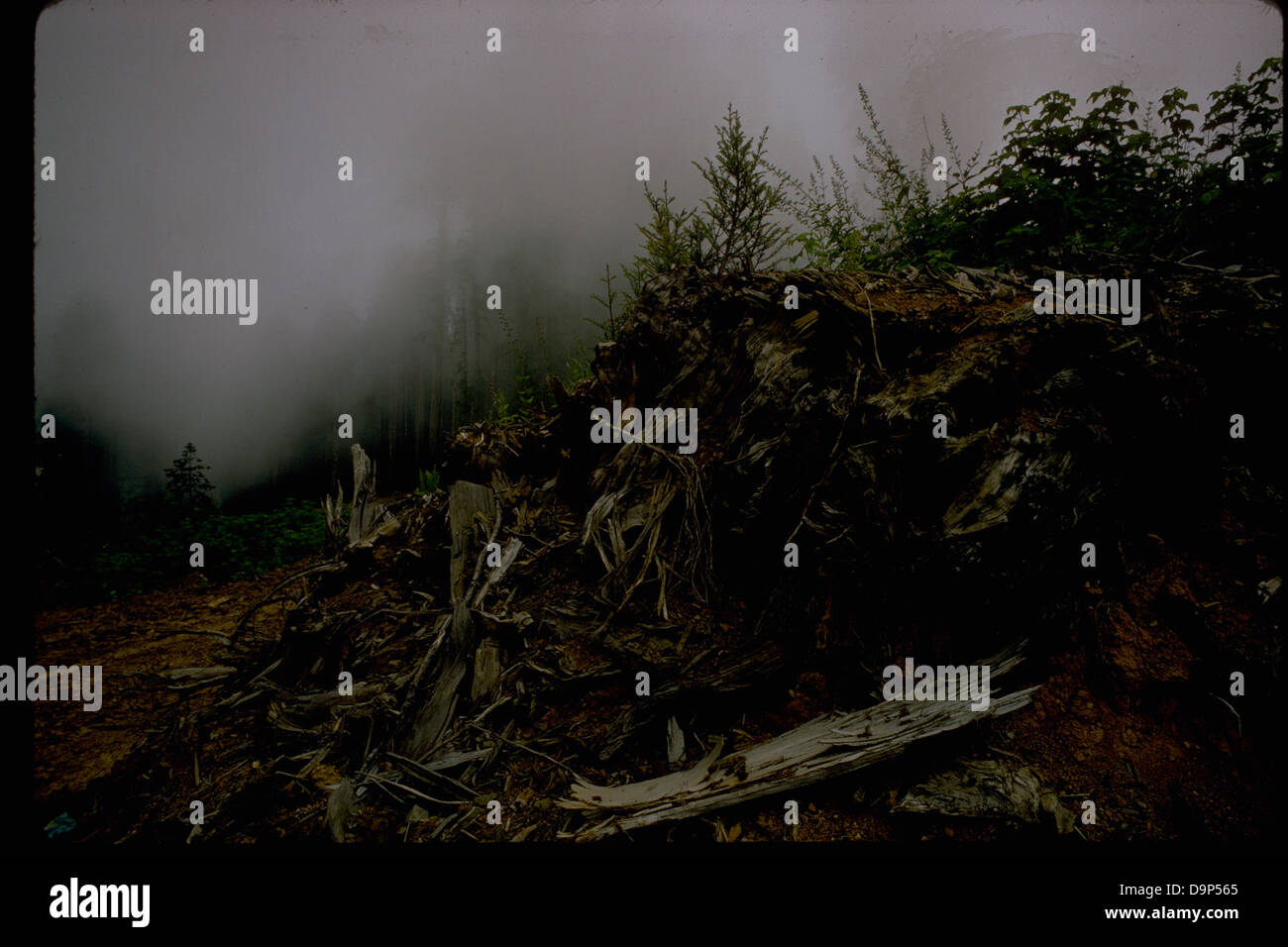 Redwood National Park in California is home to the tallest trees in the ...