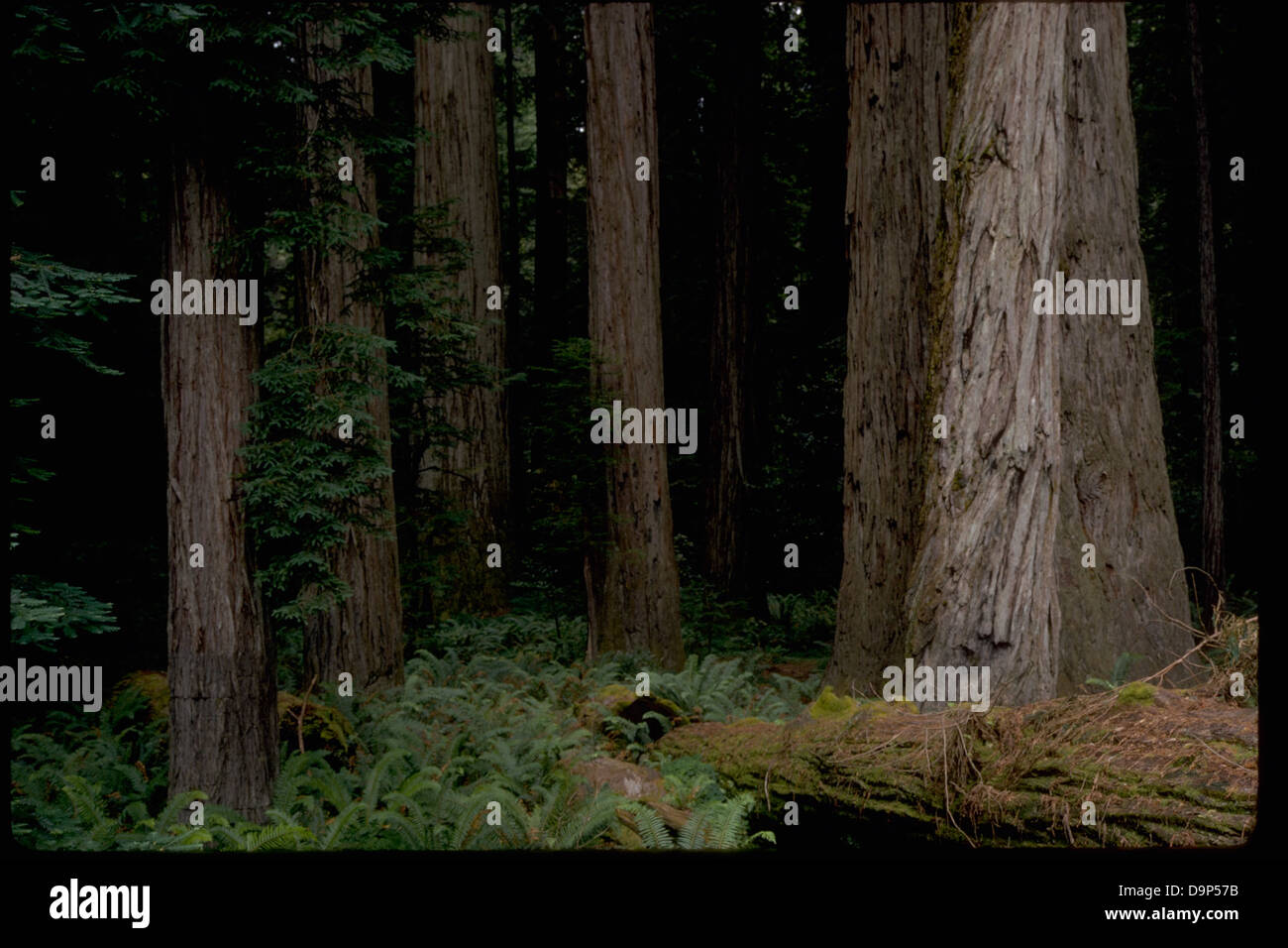 Redwood National Park in California is home to the tallest trees on ...