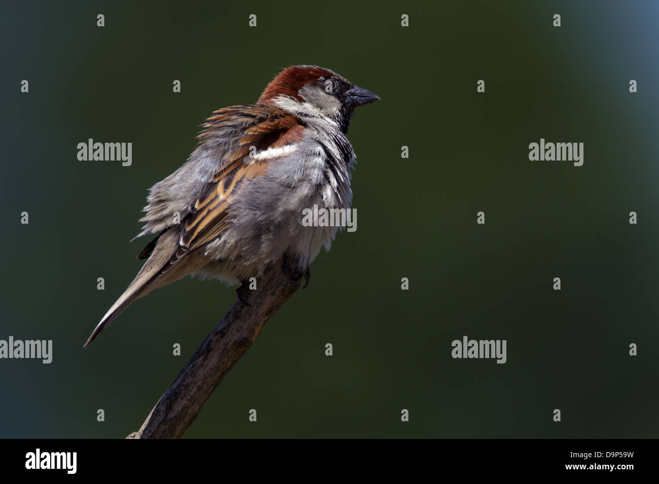 Male House Sparrow. Passer domesticus (Passeridae Stock Photo - Alamy