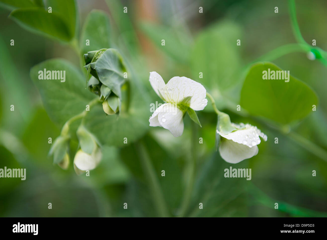 Flowering Pea Plants 'Premium' in Vegetable Patch, UK Stock Photo - Alamy