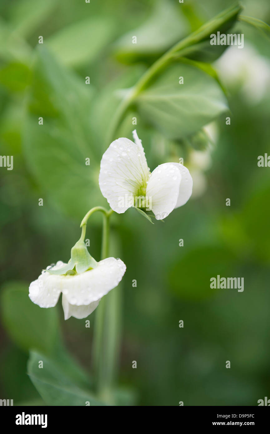 Flowering Pea Plants 'Premium' in Vegetable Patch, UK Stock Photo - Alamy