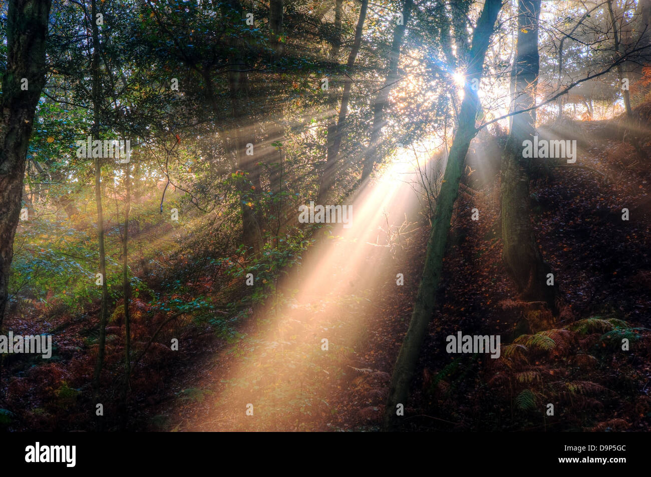 Misty dawn forest hi-res stock photography and images - Alamy