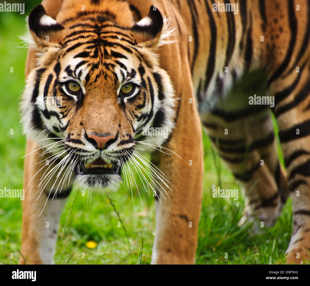 Portrait of Sumatran Tiger Panthera Tigris Sumatrae big cat in ...