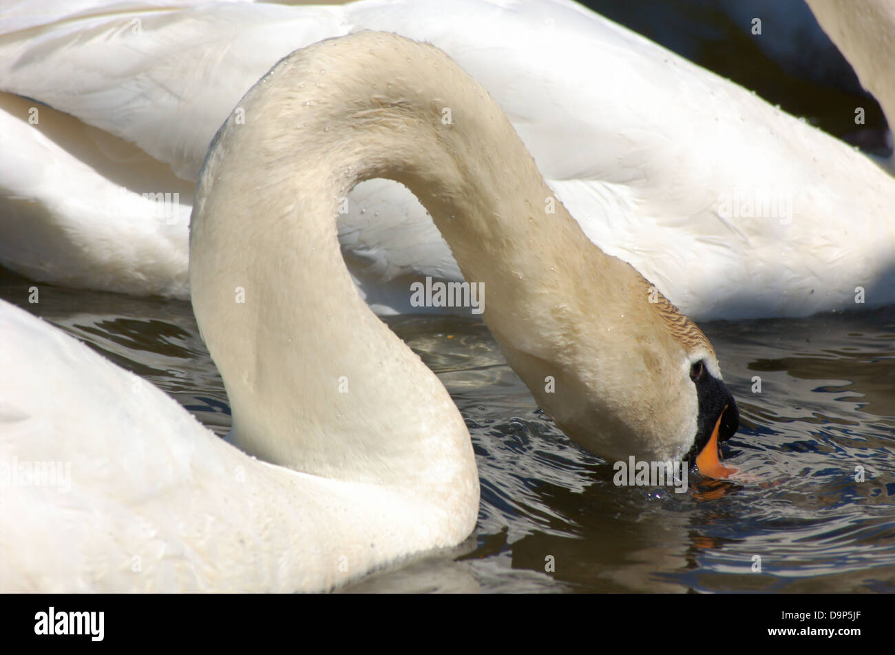 Swan on Hogganfield Loch in Glasgow, Scotland Stock Photo - Alamy