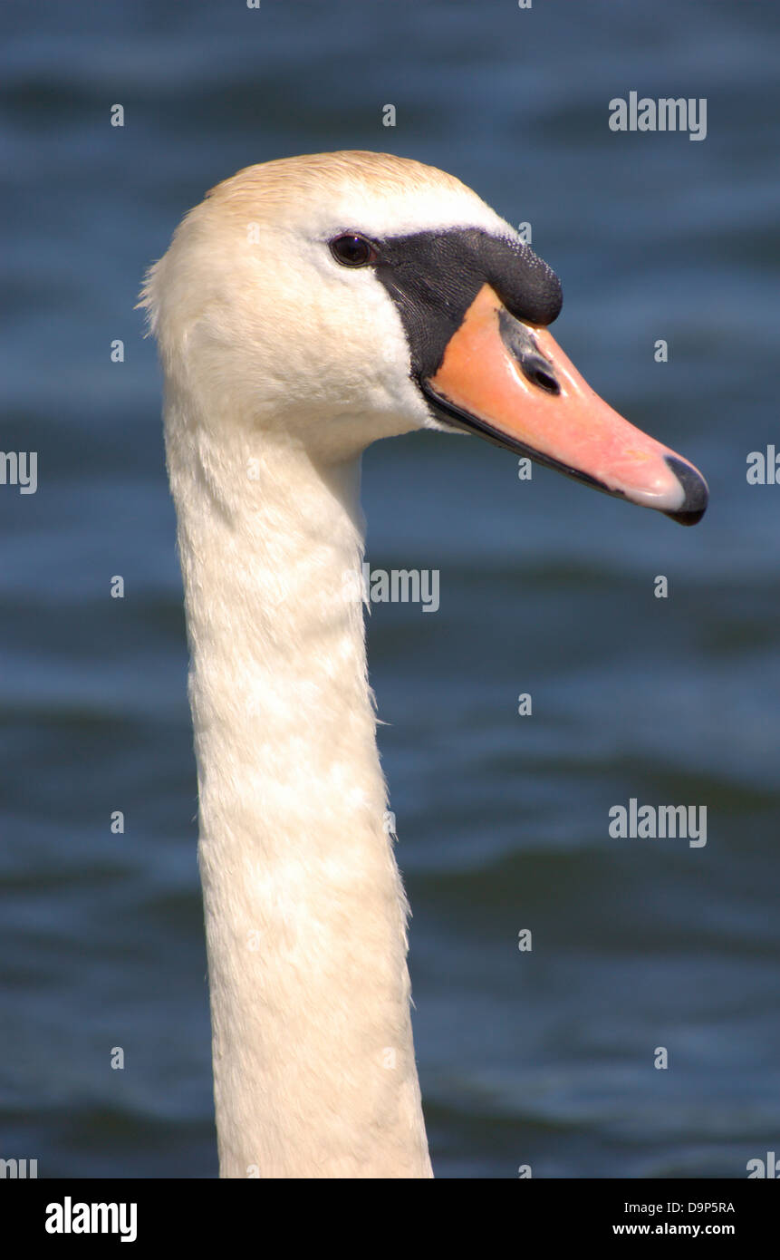 Swan on Hogganfield Loch in Glasgow, Scotland Stock Photo - Alamy