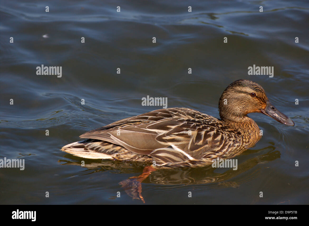 Mallard Duck on Hogganfield Loch in Glasgow, Scotland Stock Photo - Alamy