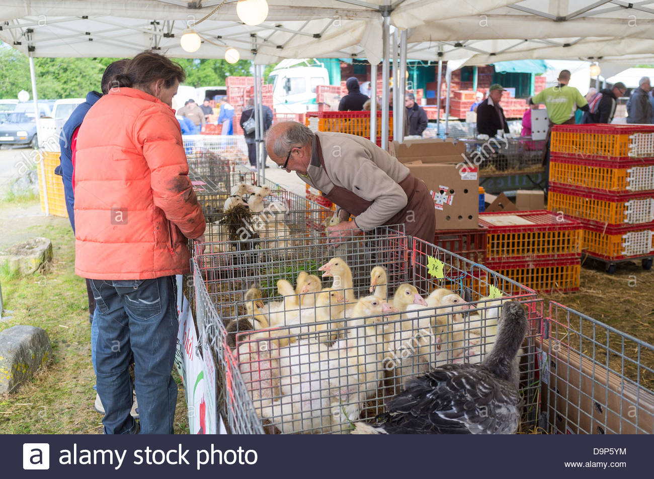 Live Animals Market High Resolution Stock Photography and Images - Alamy