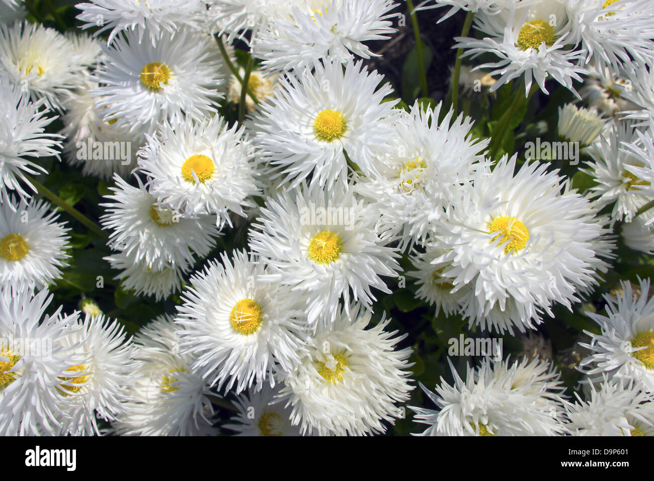 Shasta daisy flowers Leucanthemum superbum Stock Photo - Alamy