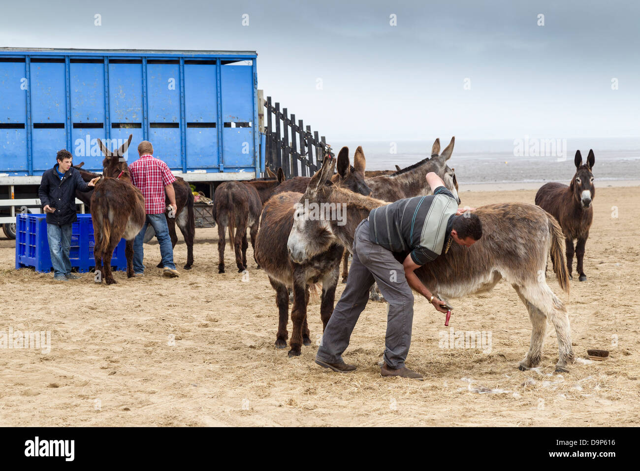 Early morning getting the Donkeys ready for the day on Weston Super ...