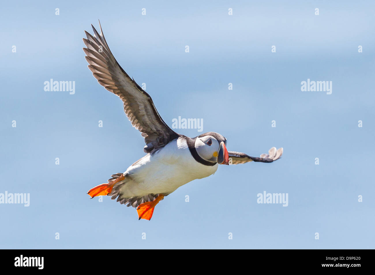 Atlantic puffin burrow hi-res stock photography and images - Alamy