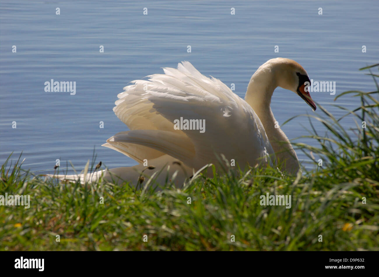 Swan on Hogganfield Loch in Glasgow, Scotland Stock Photo - Alamy