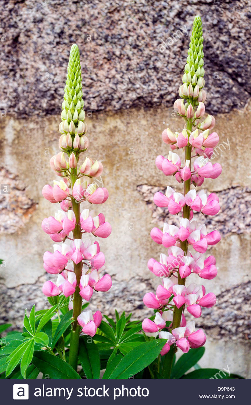 Pink Lupins High Resolution Stock Photography and Images - Alamy