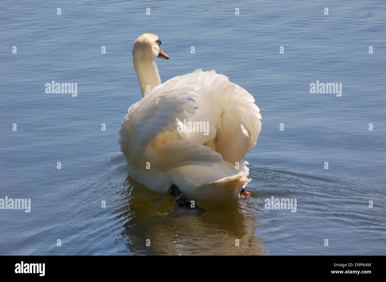 Swan on Hogganfield Loch in Glasgow, Scotland Stock Photo - Alamy