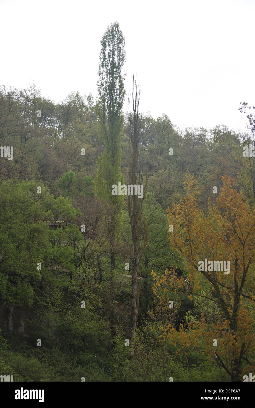 long protruding trees forest Stock Photo - Alamy