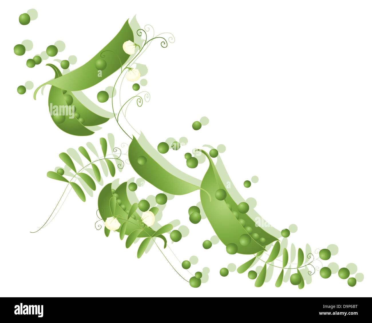 an illustration of fresh home grown peas with pods vines flowers and ...