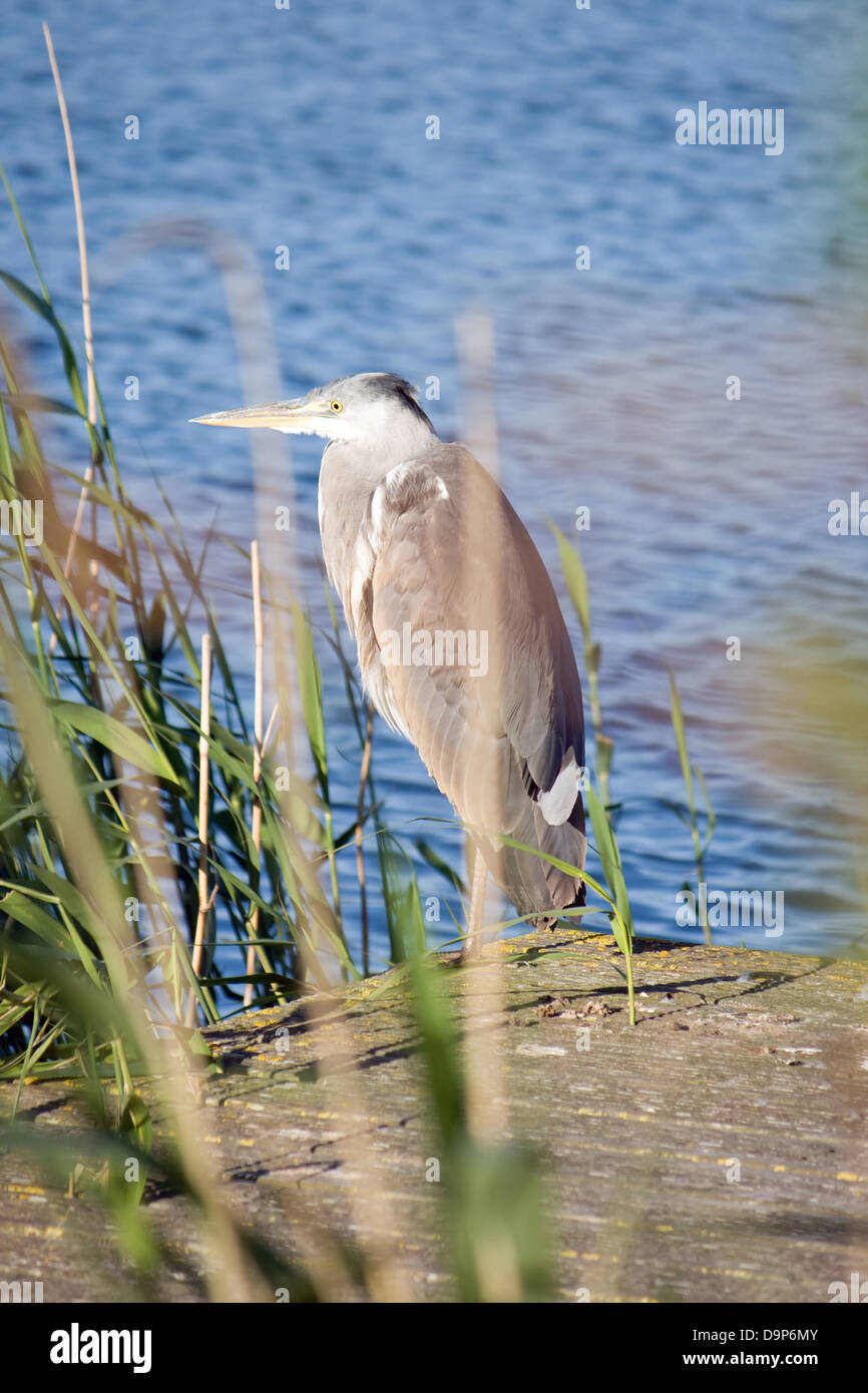 Grey heron through reeds on fresh water lake Stock Photo - Alamy