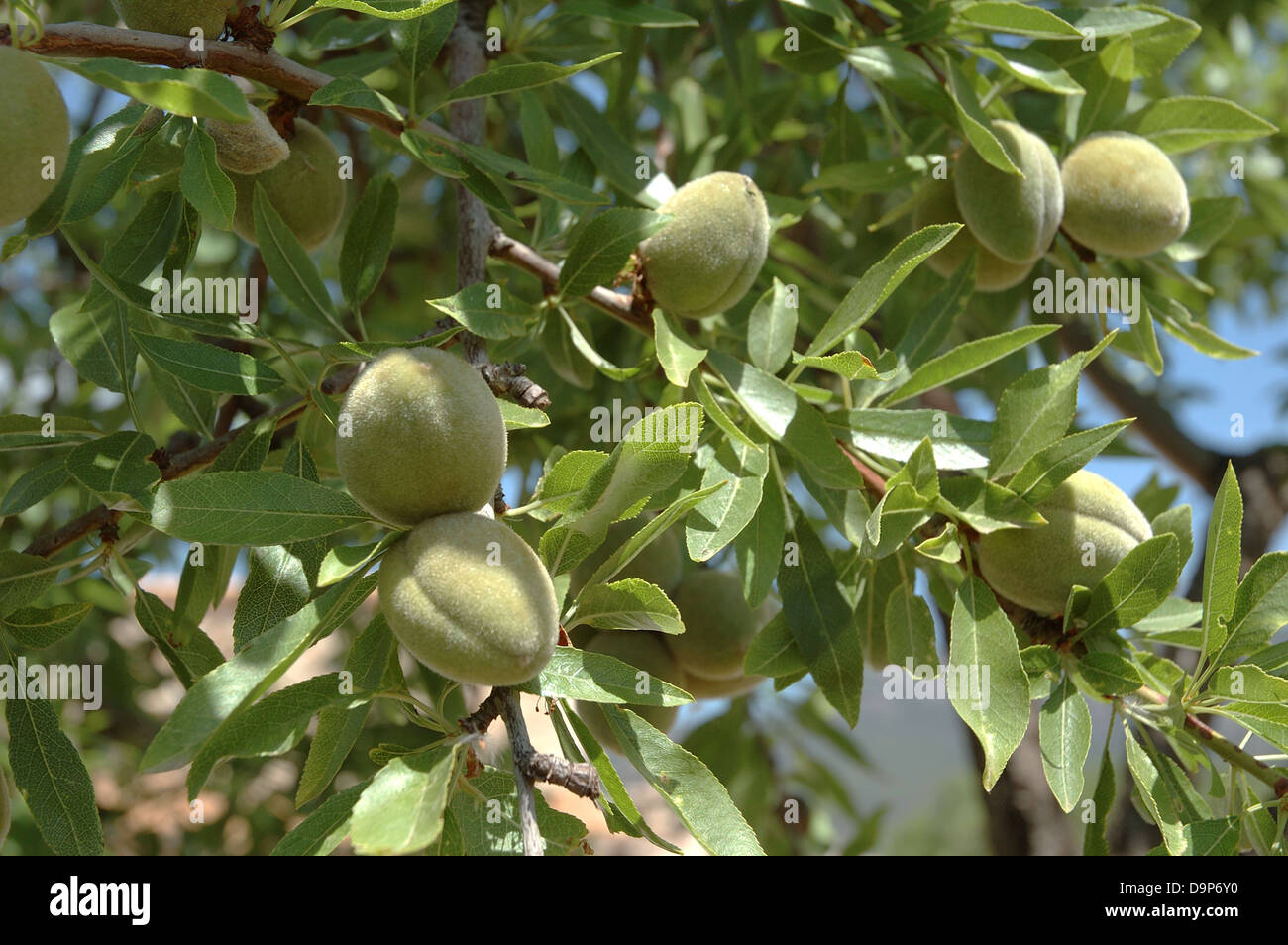 Fruit of an almond tree Stock Photo - Alamy